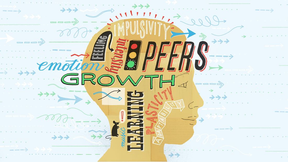 Decoding the Teenage Brain (in 3 Charts) | Edutopia