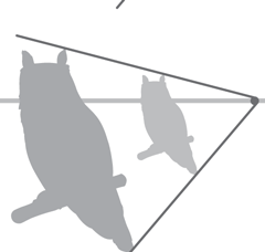 Lesson 4: How to Estimate Animal Size and Numbers at a Distance | Edutopia