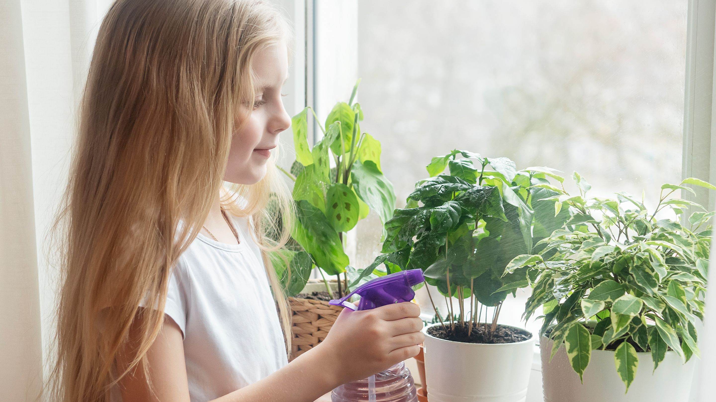 10 Best Plants for the Classroom | Edutopia