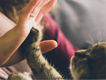 Catopia: Refurbishing the Vision | Edutopia